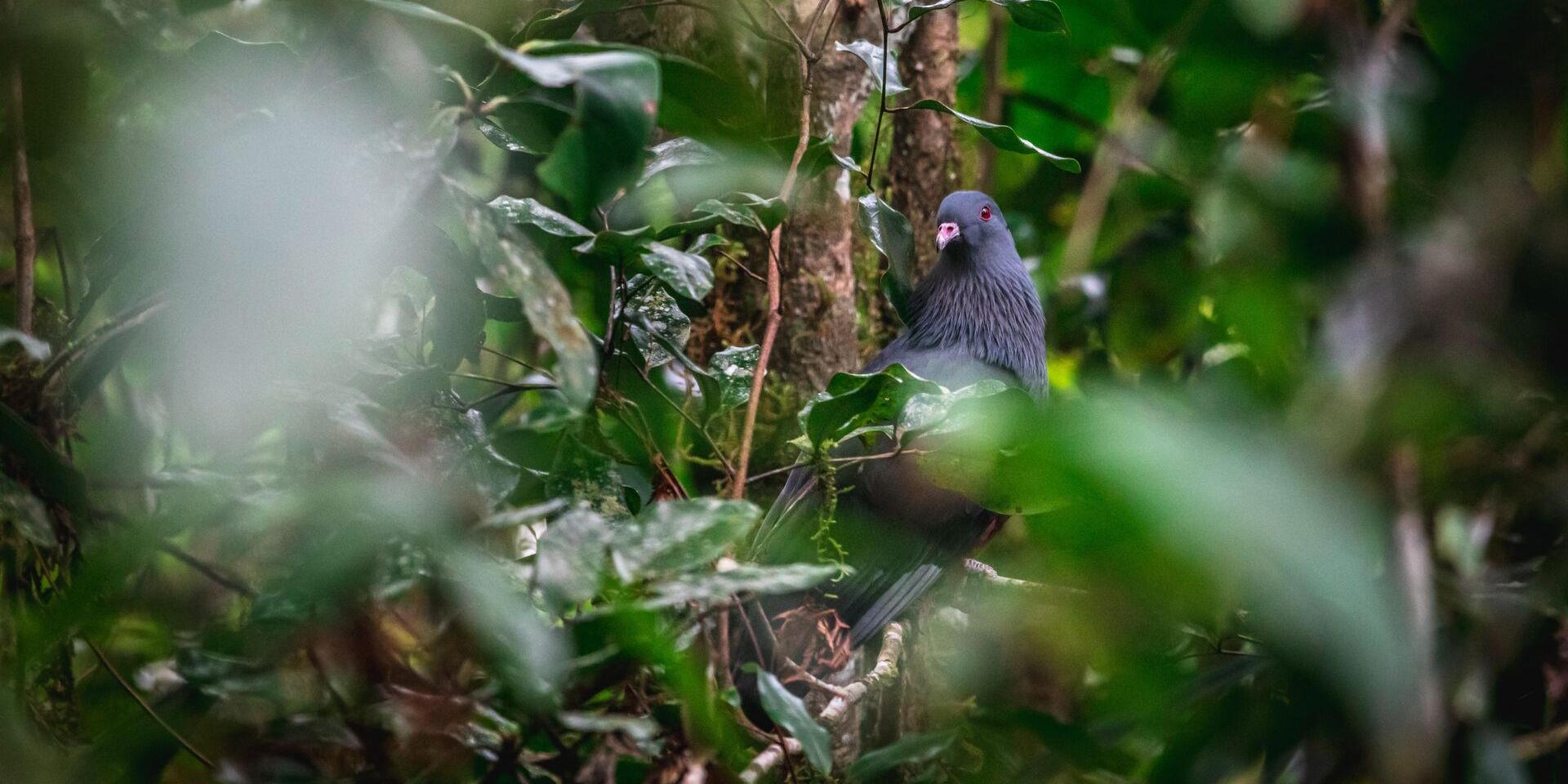 Winter in New Caledonia : Top Activities & Experiences