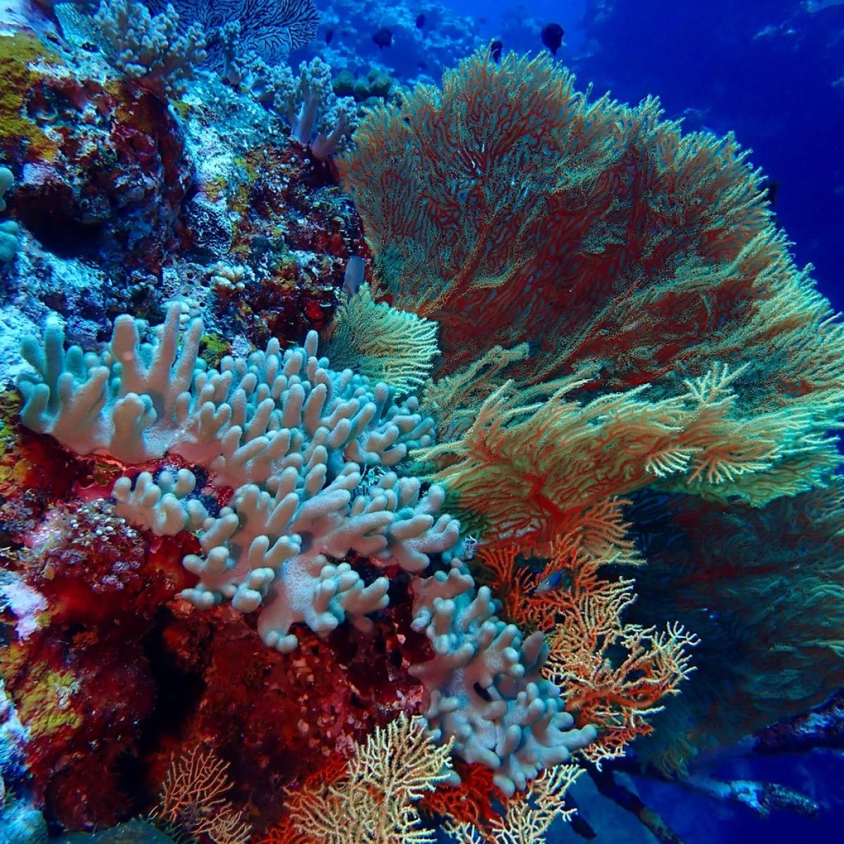 Discover the spectacular East Coast of New Caledonia | New Caledonia ...