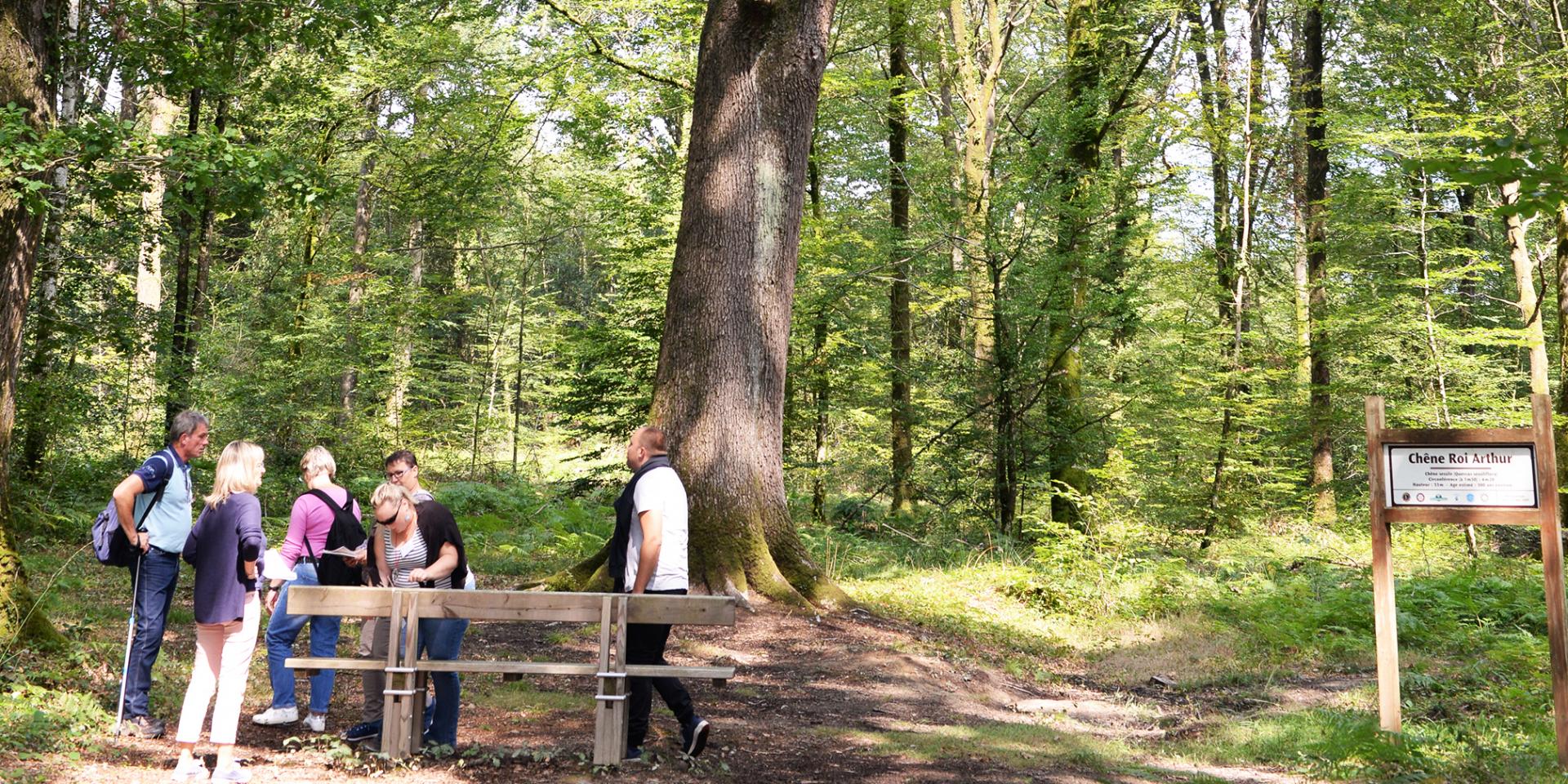 An Arthurian Forest | Bagnoles de l'Orne