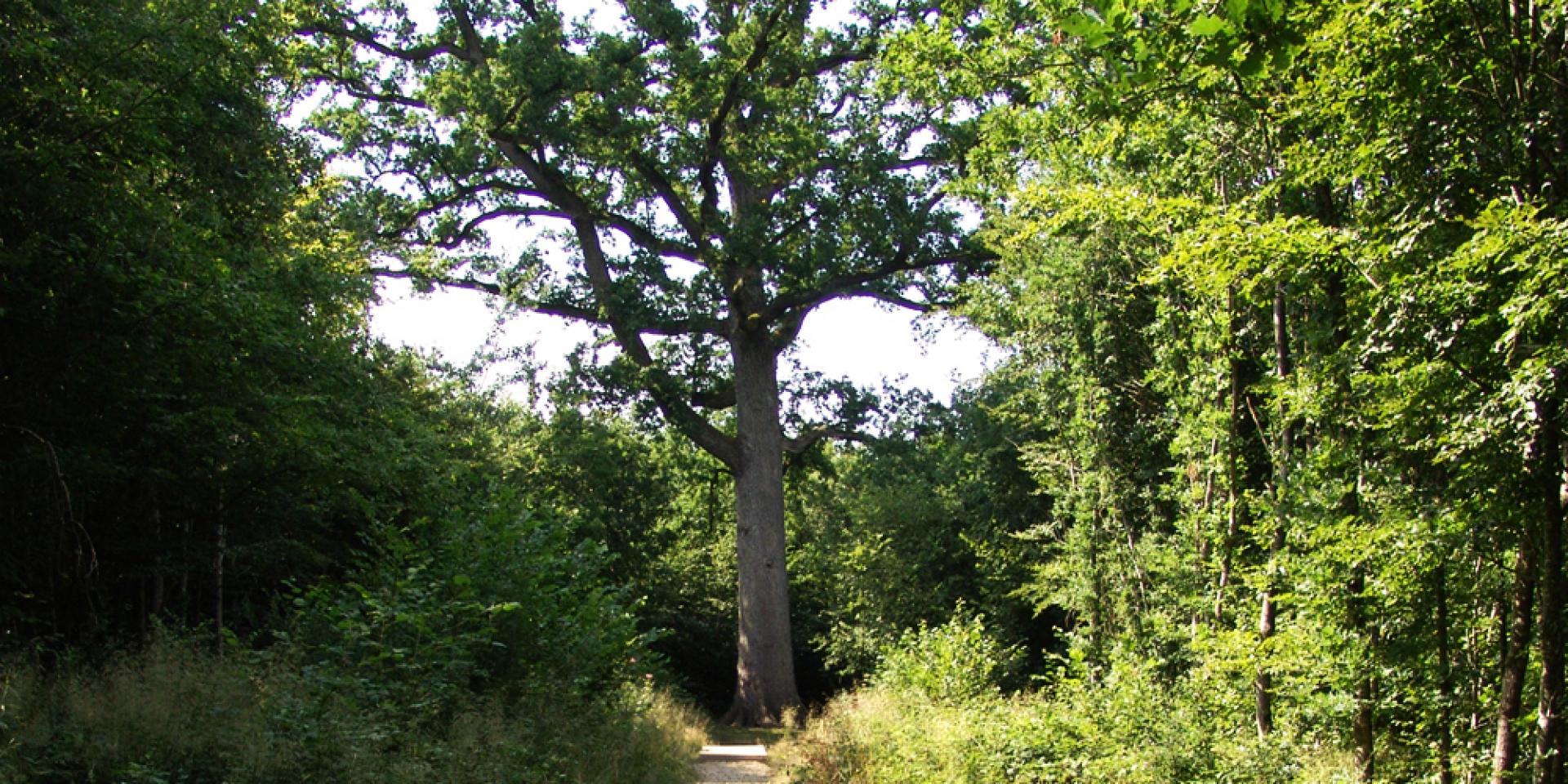 An Arthurian Forest | Bagnoles de l'Orne