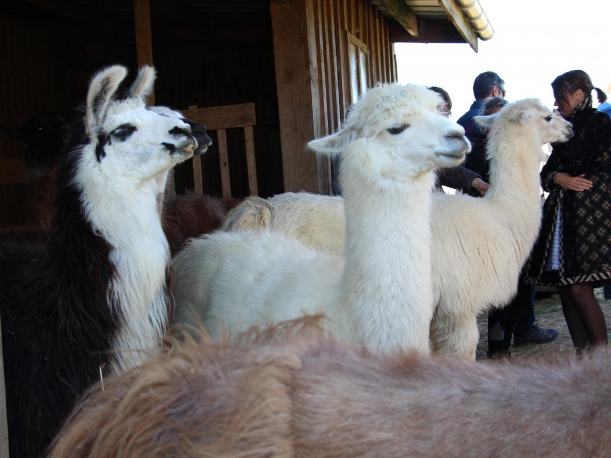 Meet llamas | Official website of the tourist office around the Ideal ...
