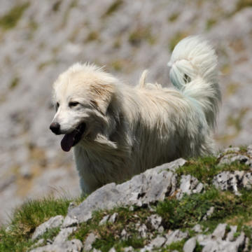 Sites patrimoniaux | Site officiel des Pyrénées Béarnaises
