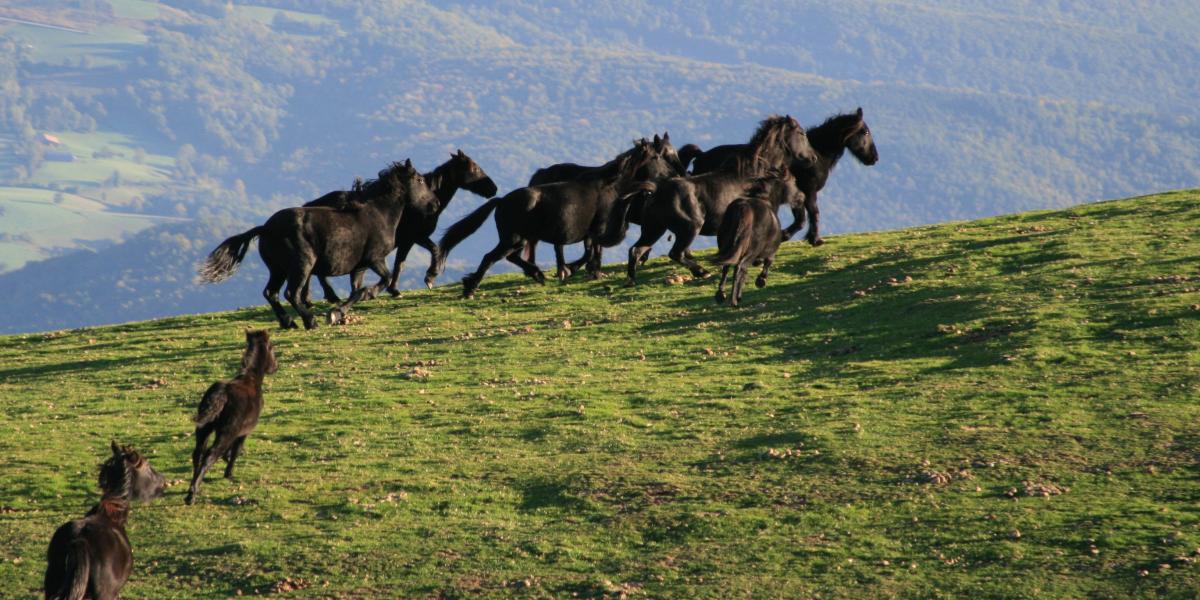 The Merens horse in the Cathar Pyrenees | Official website of the ...