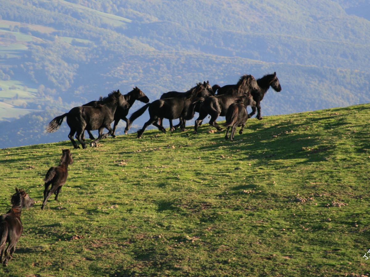 Transhumance en Pyrénées Cathares | Site Officiel de l'Office de ...