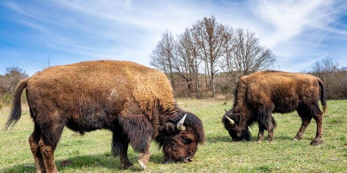La Ferme aux Bisons | Site Officiel de l'Office de Tourisme des ...