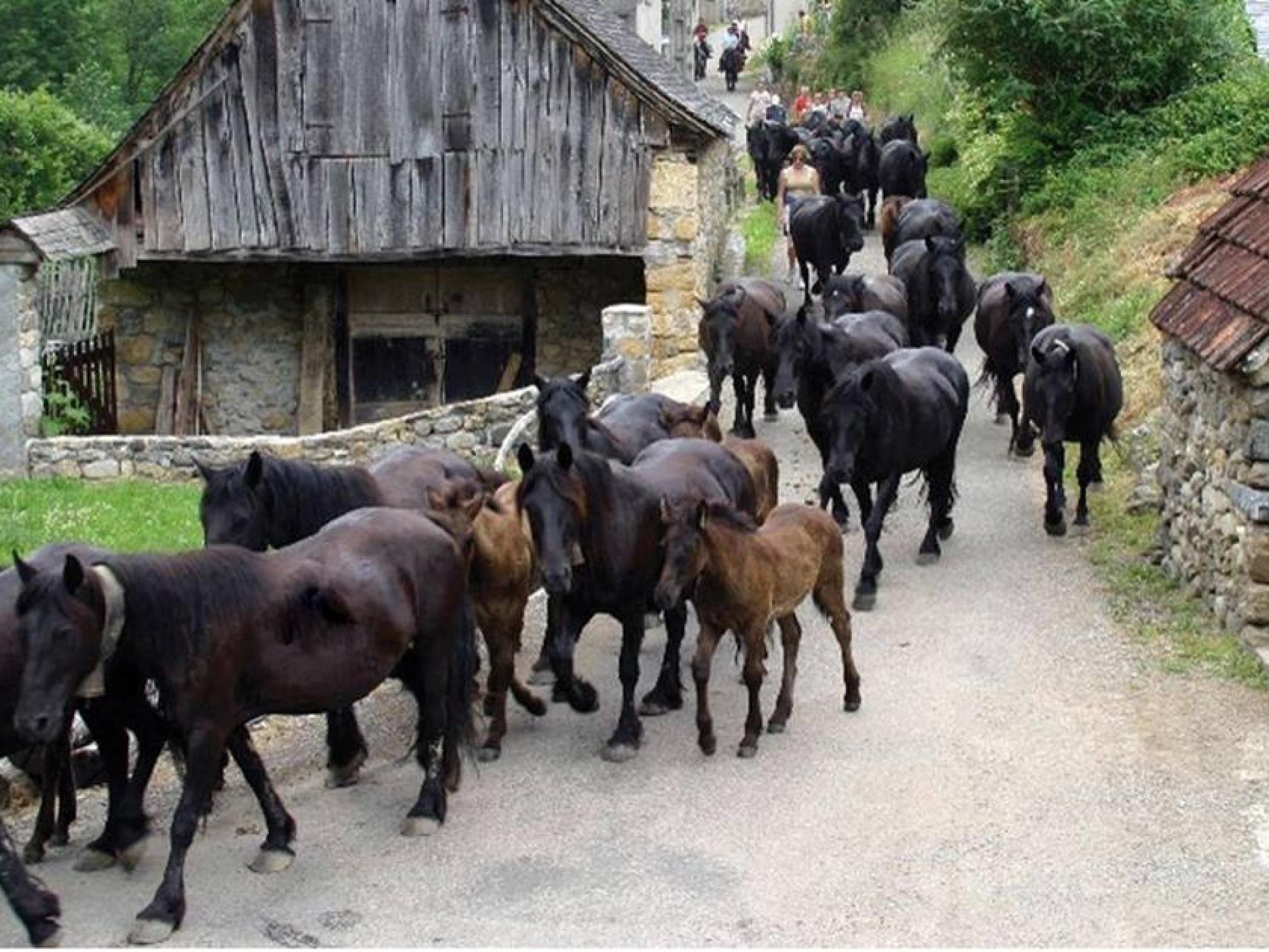 Transhumance en Pyrénées Cathares | Site Officiel de l'Office de ...