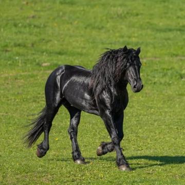 Le cheval de Mérens dans les Pyrénées Cathares | Site Officiel de l ...