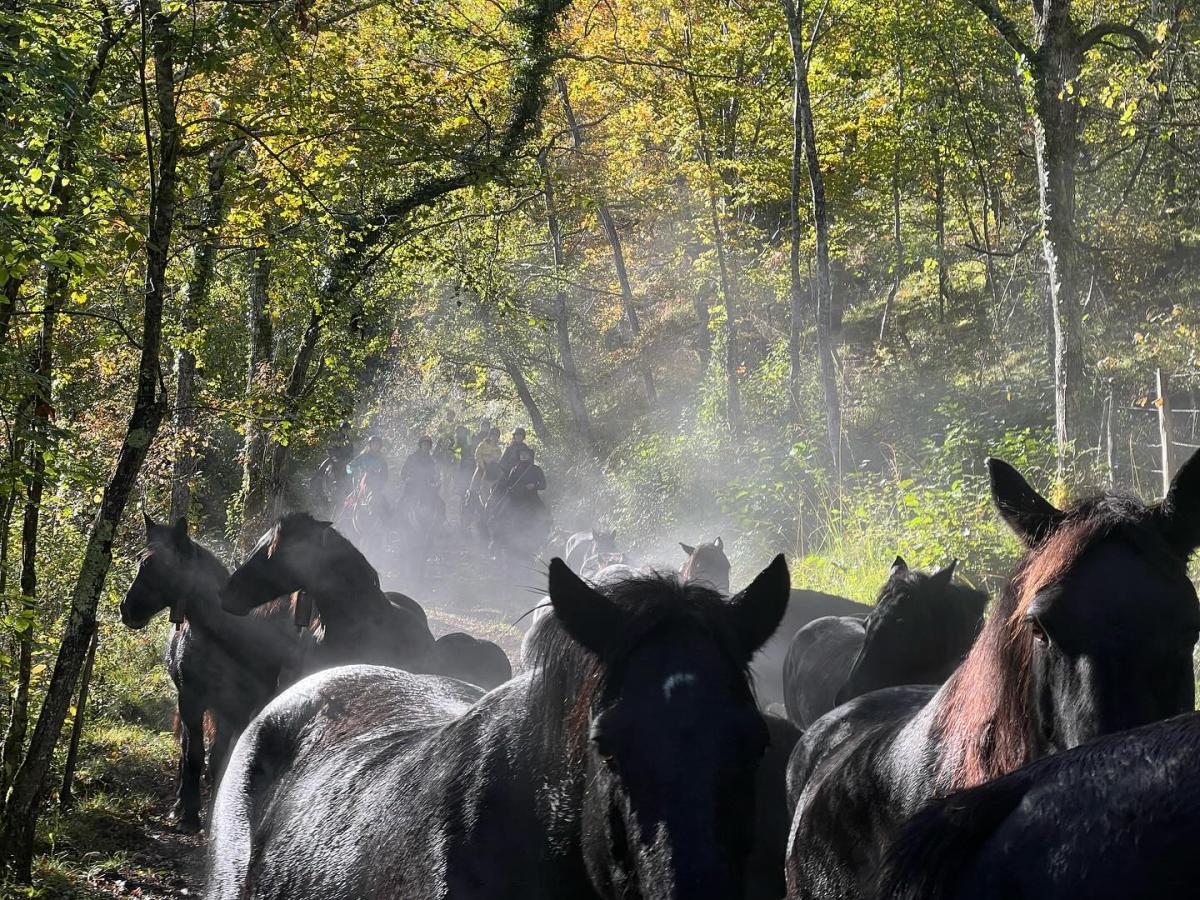 Transhumance en Pyrénées Cathares | Site Officiel de l'Office de ...