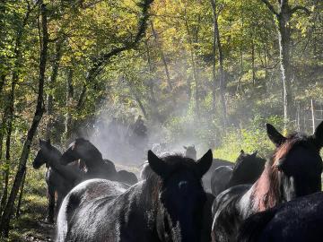 Transhumance en Pyrénées Cathares | Site Officiel de l'Office de ...
