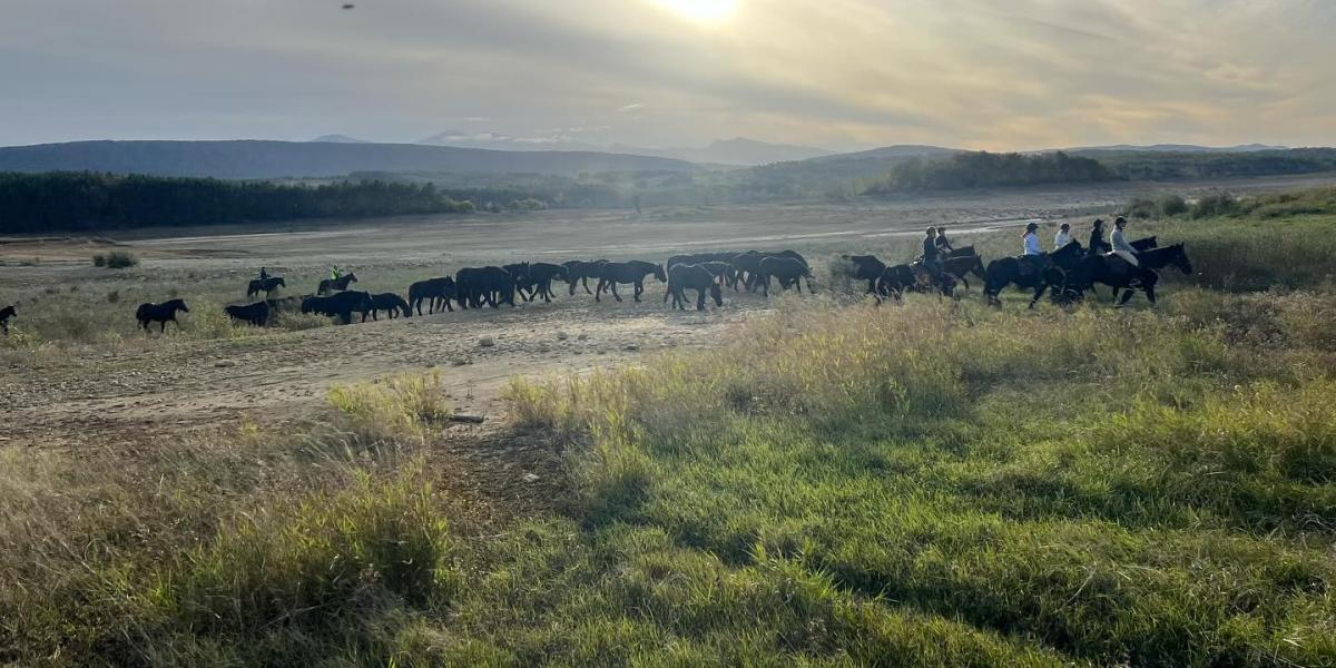 Transhumance en Pyrénées Cathares | Site Officiel de l'Office de ...