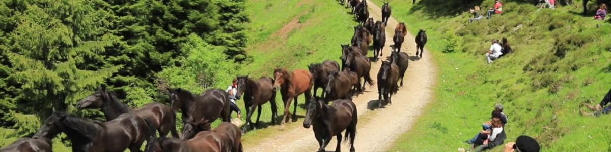 Transhumance en Pyrénées Cathares | Site Officiel de l'Office de ...