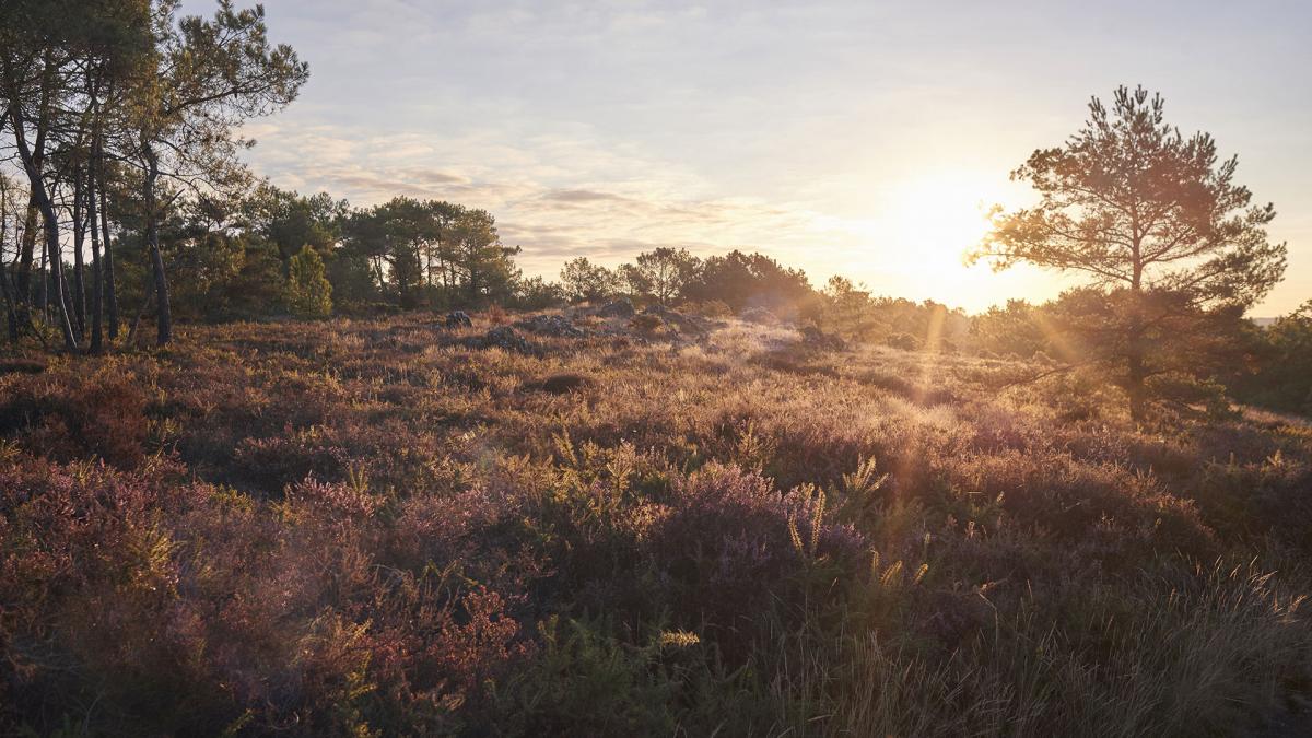 Les Grées | Rochefort-en-Terre Tourisme | Bretagne