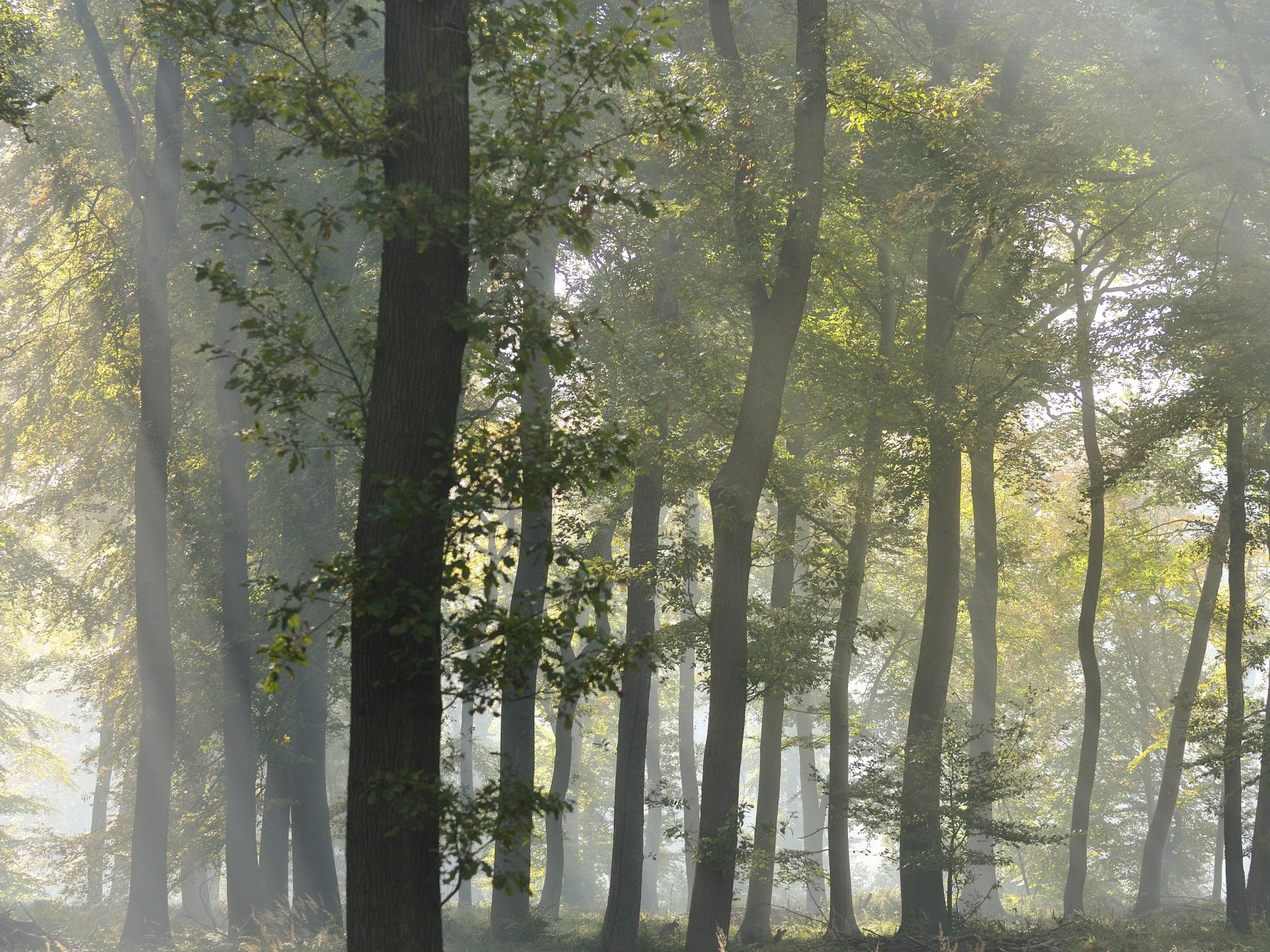 La Forêt Monumentale à Rouen