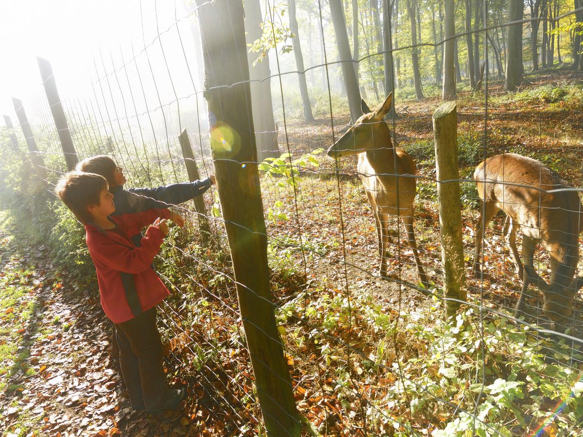 Les forêts près de Rouen