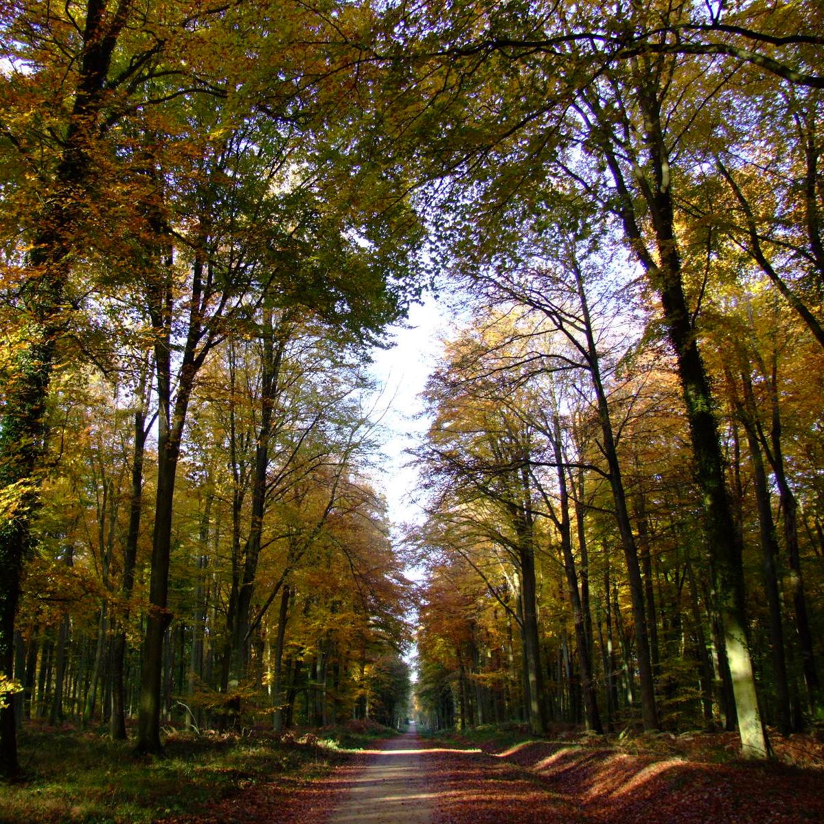 La Forêt Monumentale à Rouen