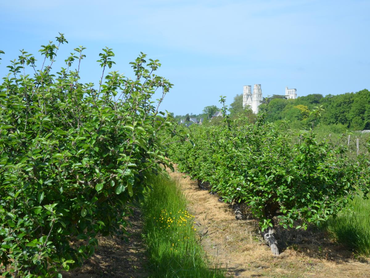 La route des fruits à vélo
