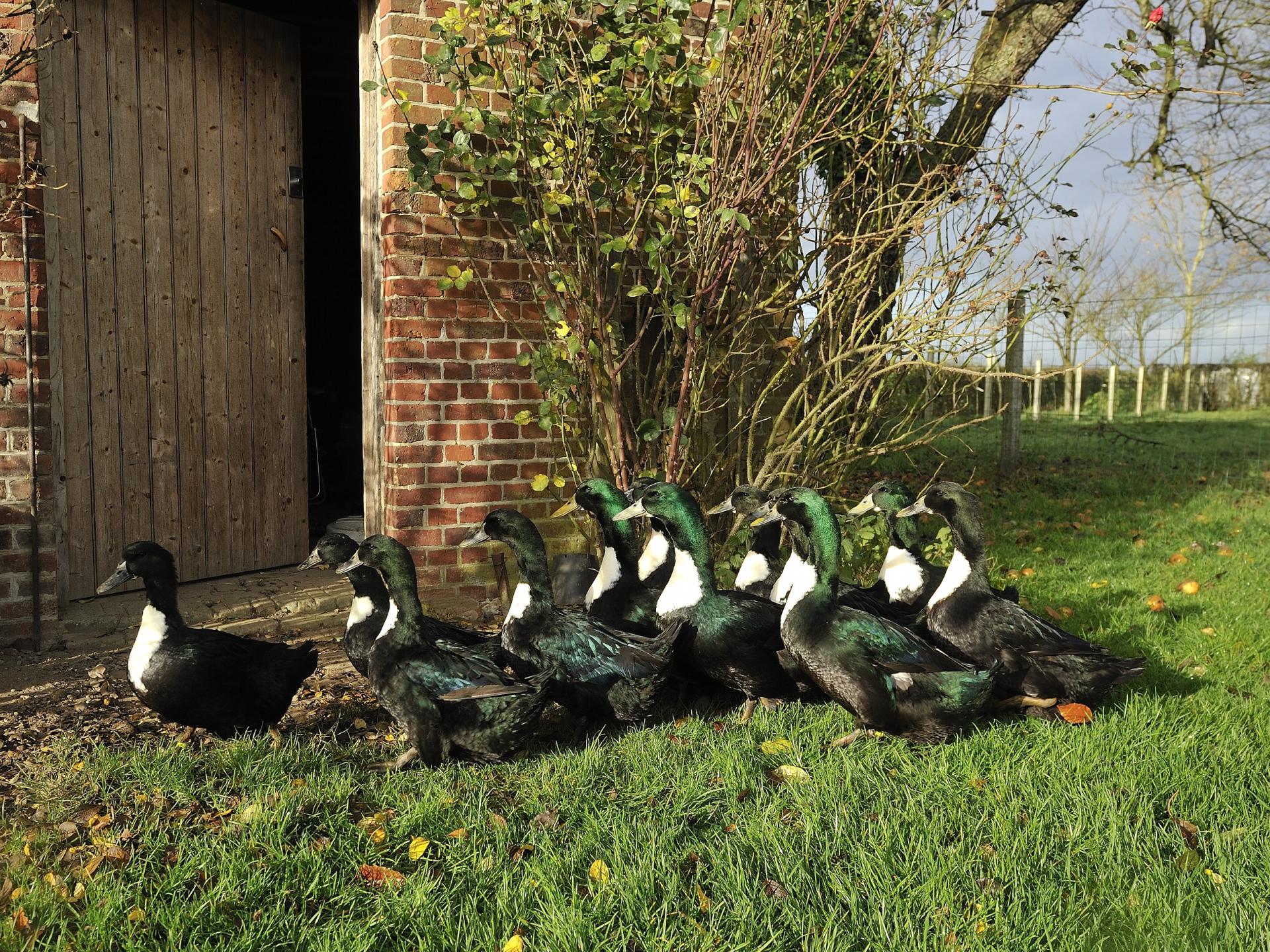 Le Canard à la Rouennaise Le canard à la rouennaise | Spécialité de Rouen