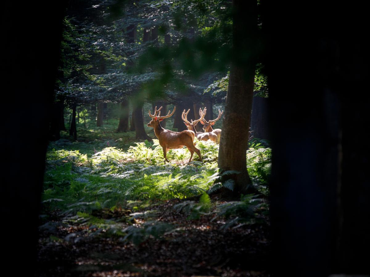 Nature | Rouen Tourism