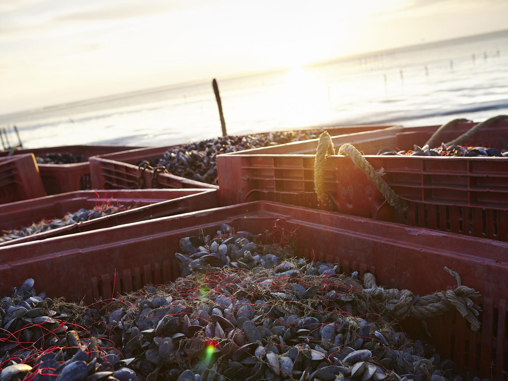 PDO mussels from the Bay of Mont-Saint-Michel | Saint-Malo – Mont-Saint ...