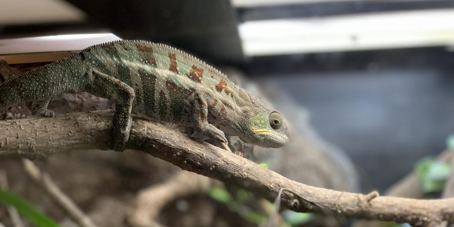 Parcs animaliers groupe | Saint-Malo – Baie du Mont-Saint-Michel – Tourisme