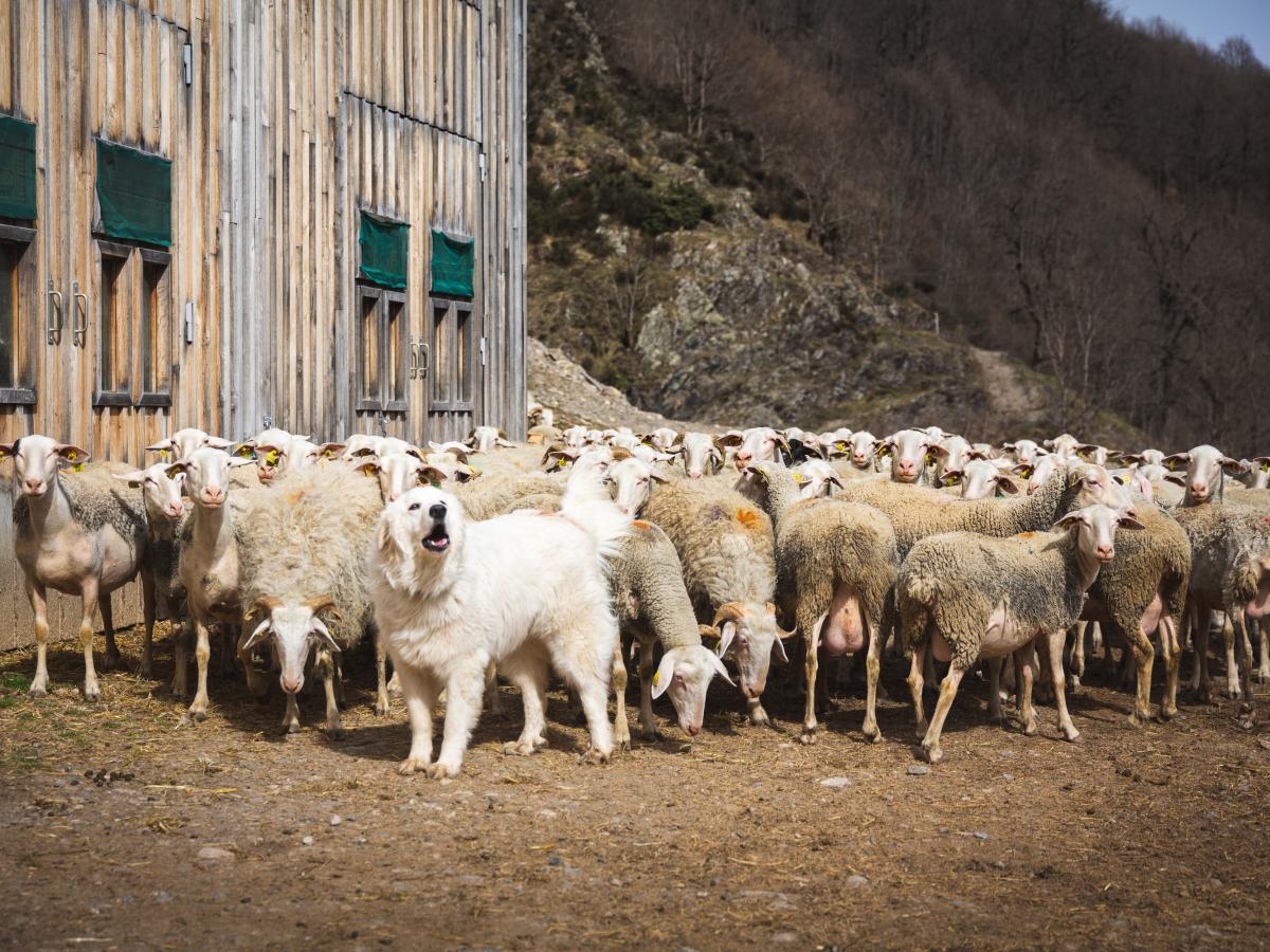 Le Patou des Pyrénées plus qu’un chien un symbole | Saint-Lary Tourisme