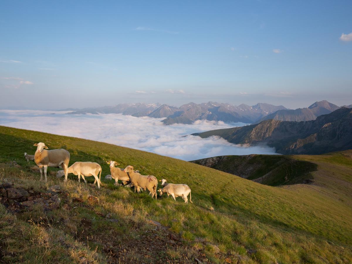 Le Patou des Pyrénées plus qu’un chien, un symbole | Saint-Lary Tourisme