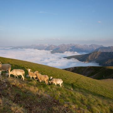 Le Patou des Pyrénées plus qu’un chien, un symbole | Saint-Lary Tourisme