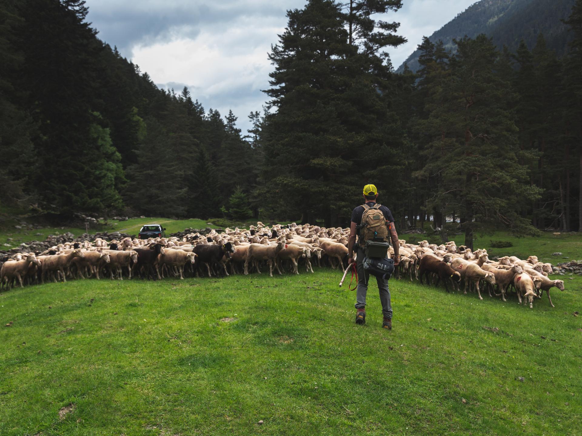 Le Patou des Pyrénées plus qu’un chien, un symbole | Saint-Lary Tourisme