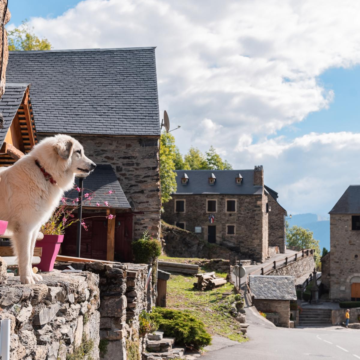 Le Patou des Pyrénées plus qu’un chien un symbole | Saint-Lary Tourisme