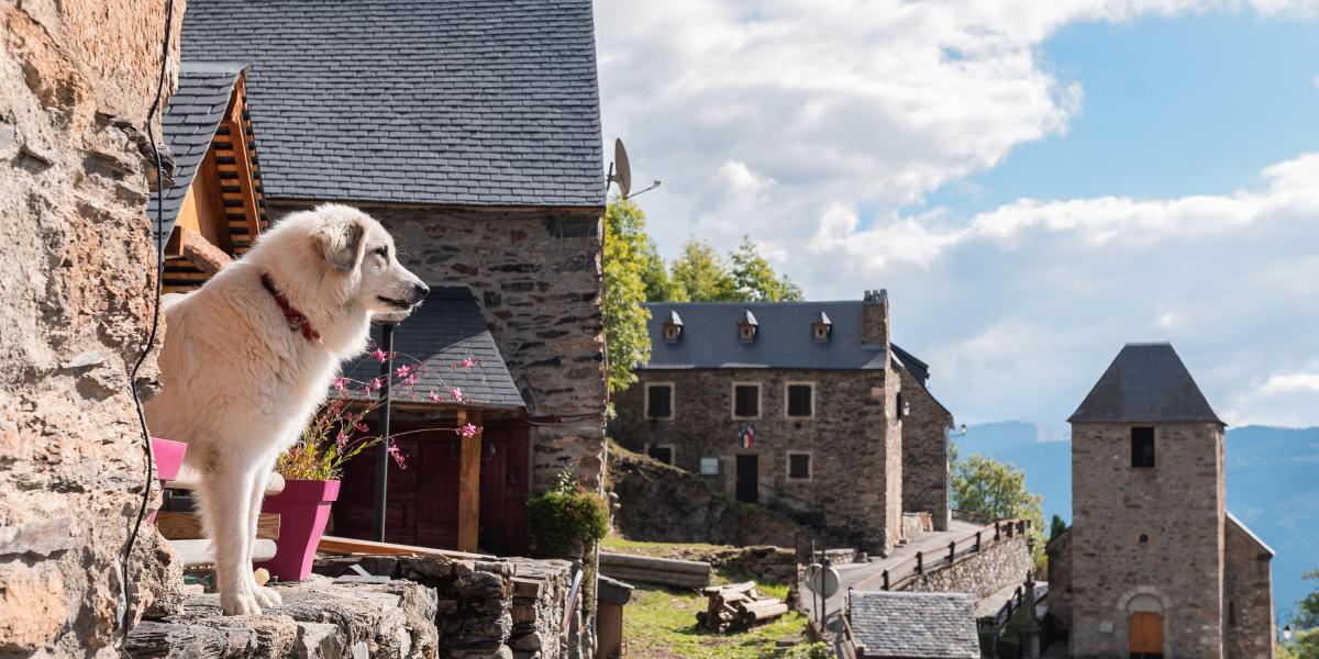 Le Patou des Pyrénées plus qu’un chien, un symbole | Saint-Lary Tourisme
