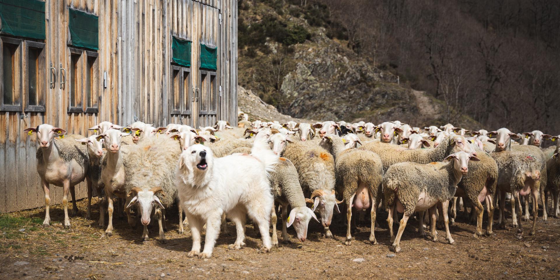 Le Patou des Pyrénées plus qu’un chien, un symbole | Saint-Lary Tourisme