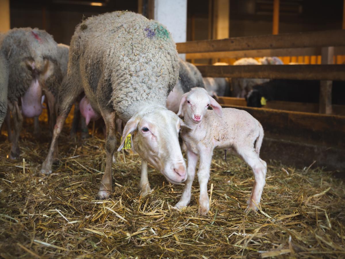 le fromage de la ferme des carlines | Saint-Lary Tourisme