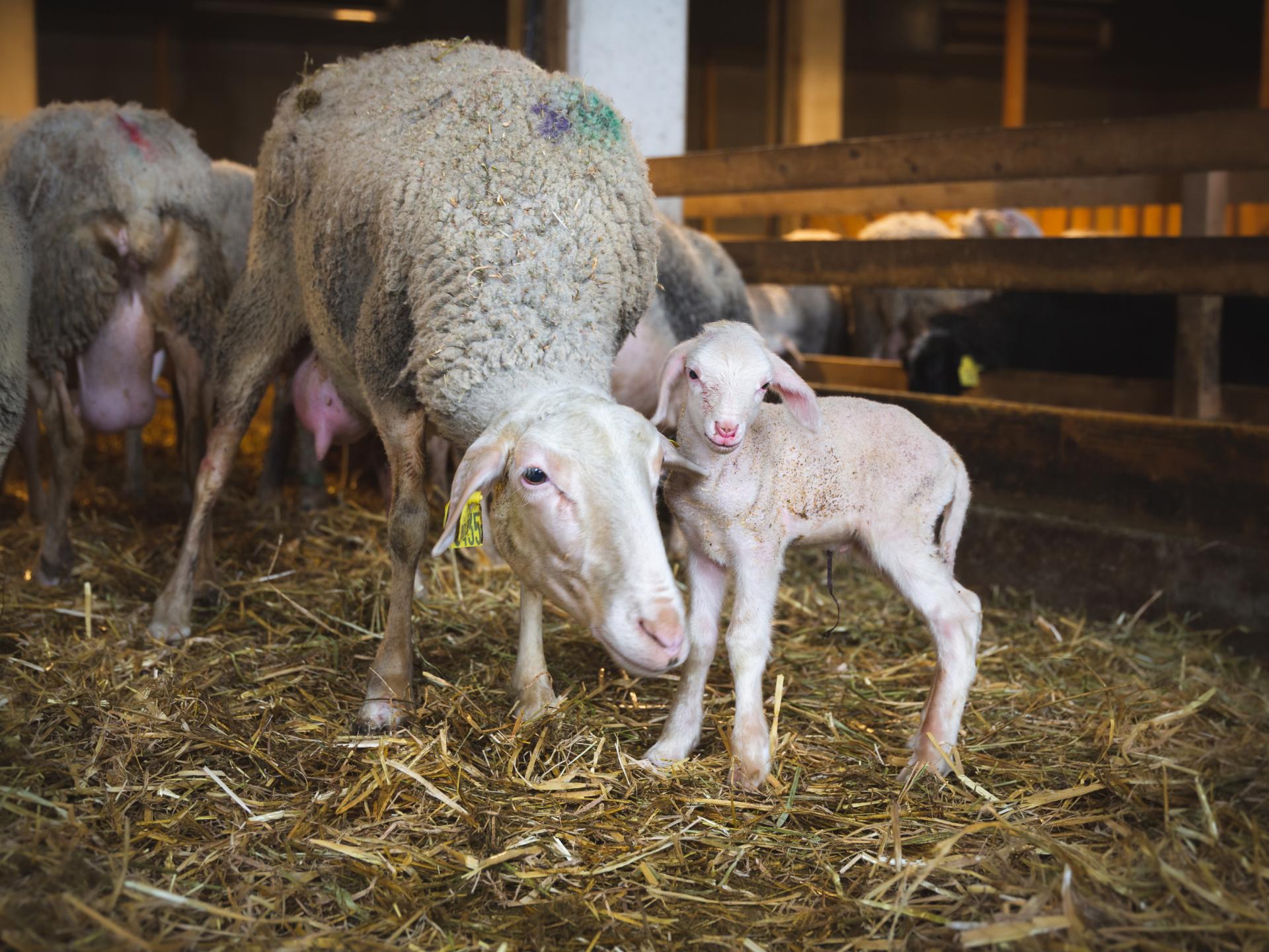 le fromage de la ferme des carlines a une histoire | Saint-Lary Tourisme
