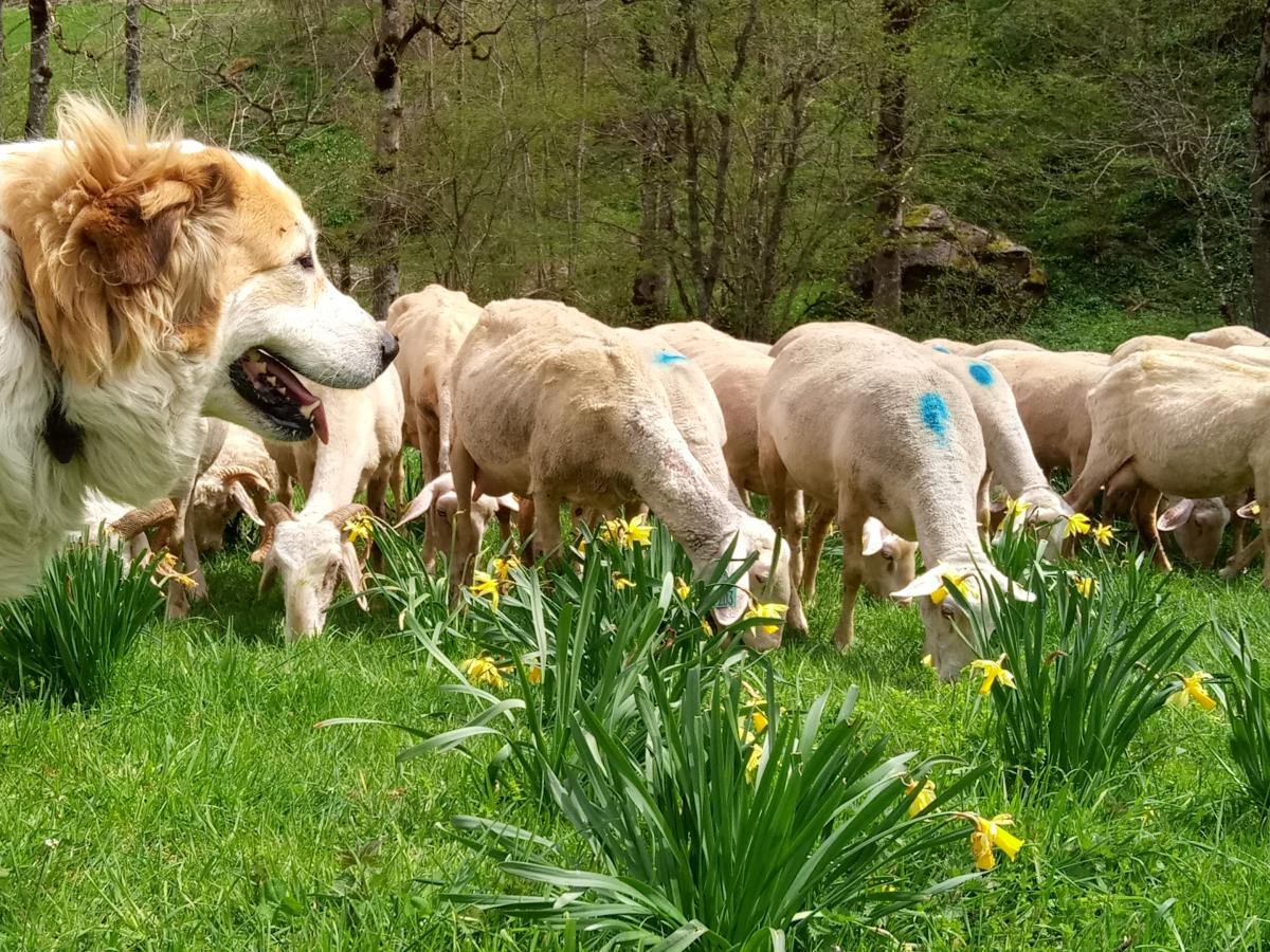 Le Patou des Pyrénées plus qu’un chien un symbole | Saint-Lary Tourisme