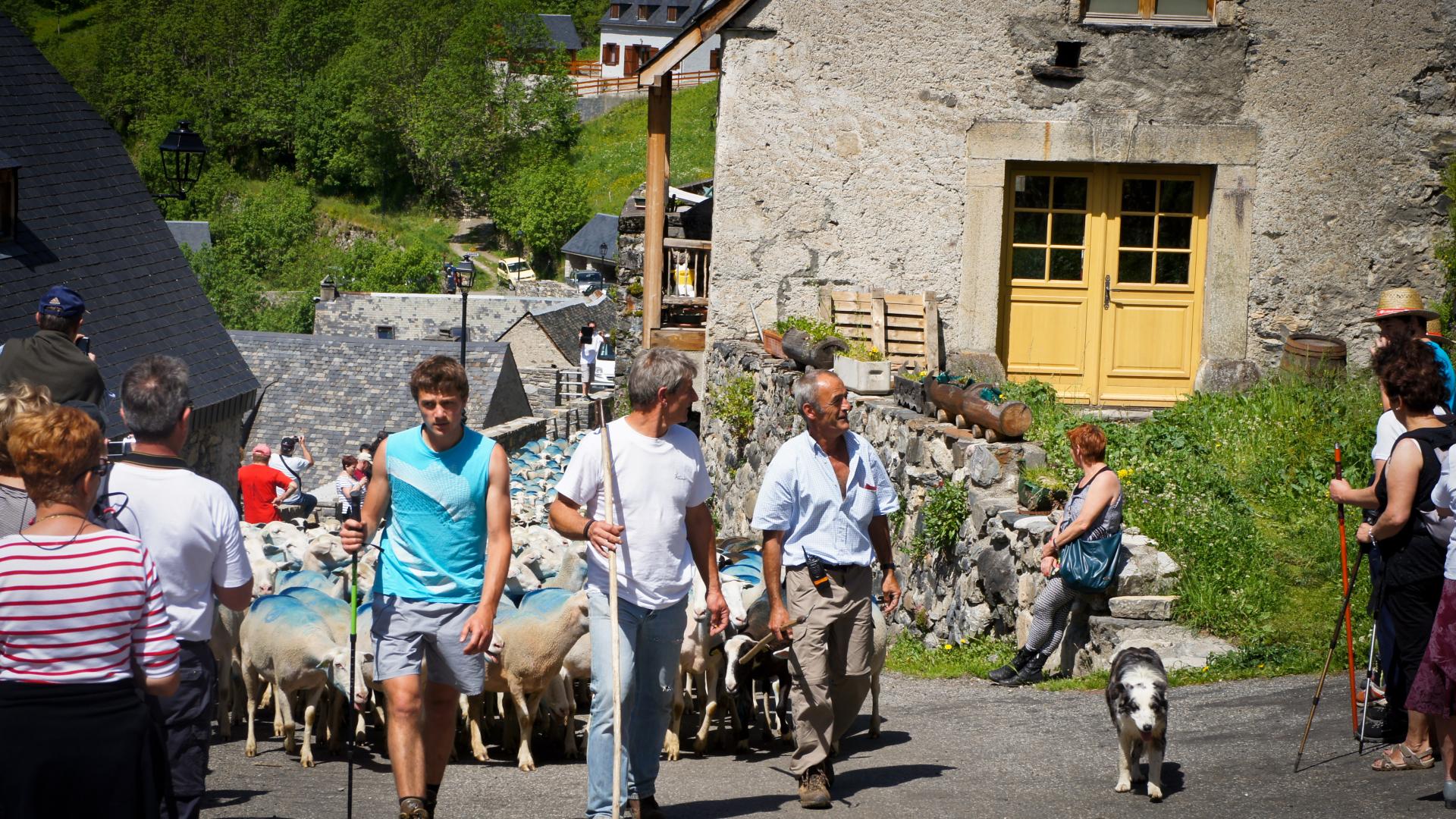 El «trashumante» de Aulon | Saint-Lary Tourisme