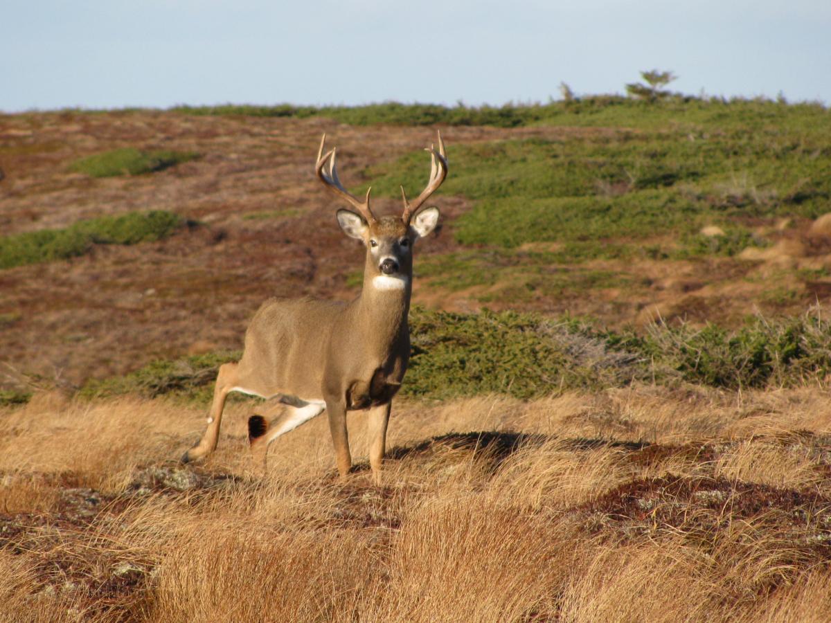 Pointe Plate (Trail) | Tourism Saint-Pierre and Miquelon