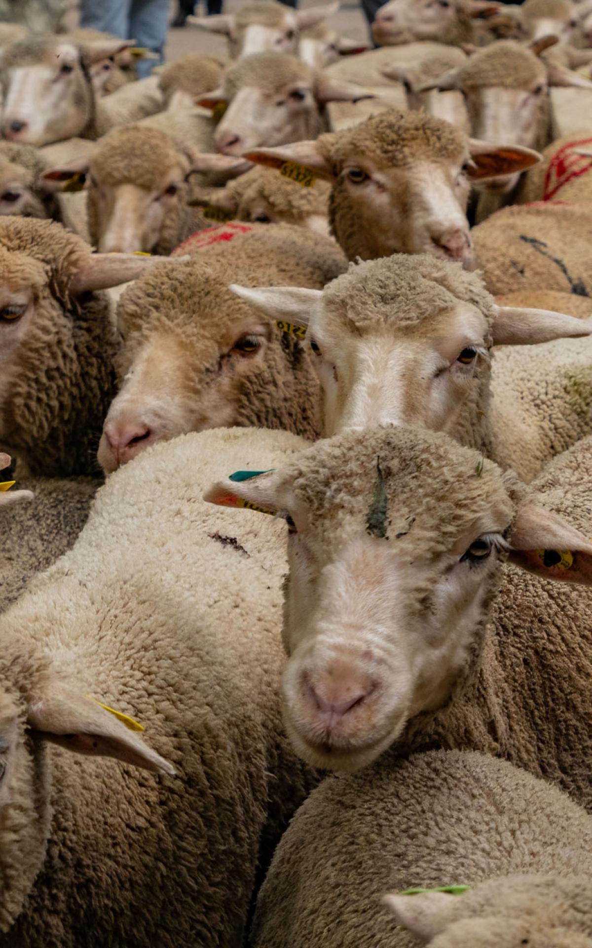 Festive Provence | Salon de Provence Tourist Office