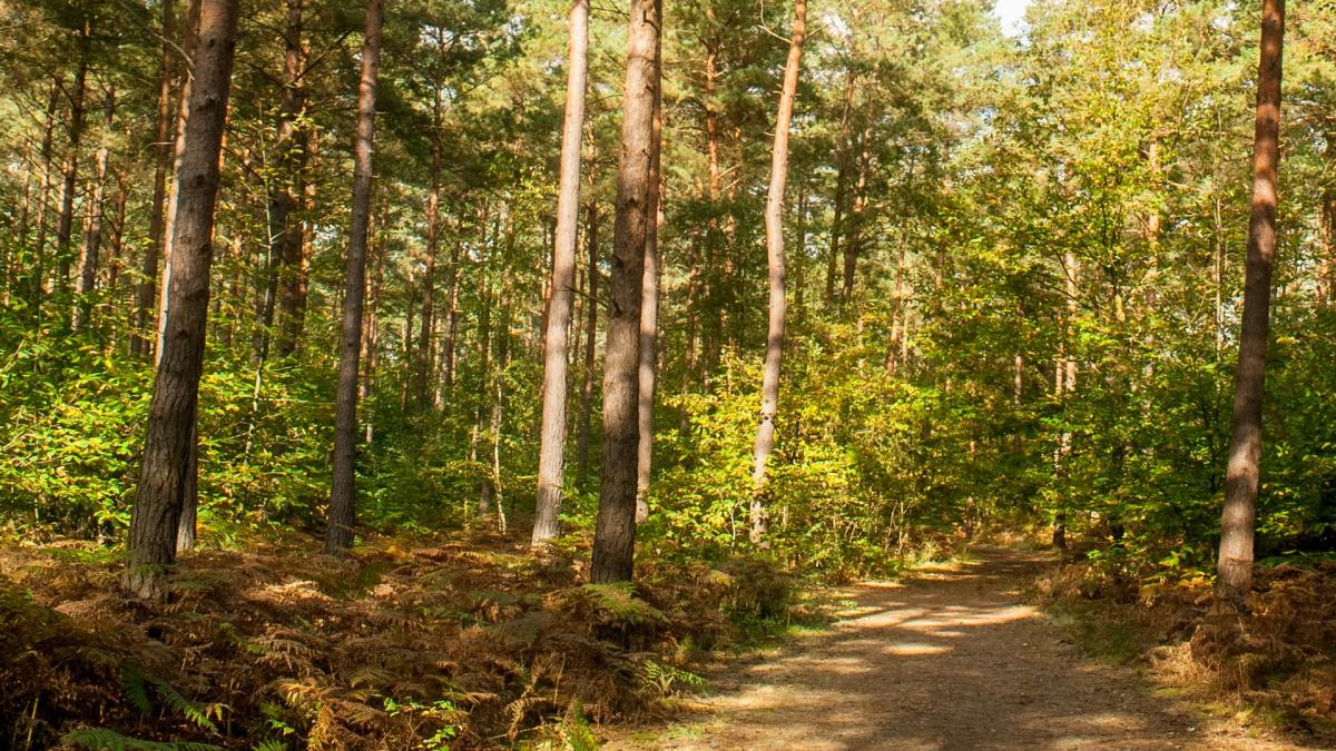 6 circuits VTT en forêt à tester | Office de Tourisme Seine et Eure