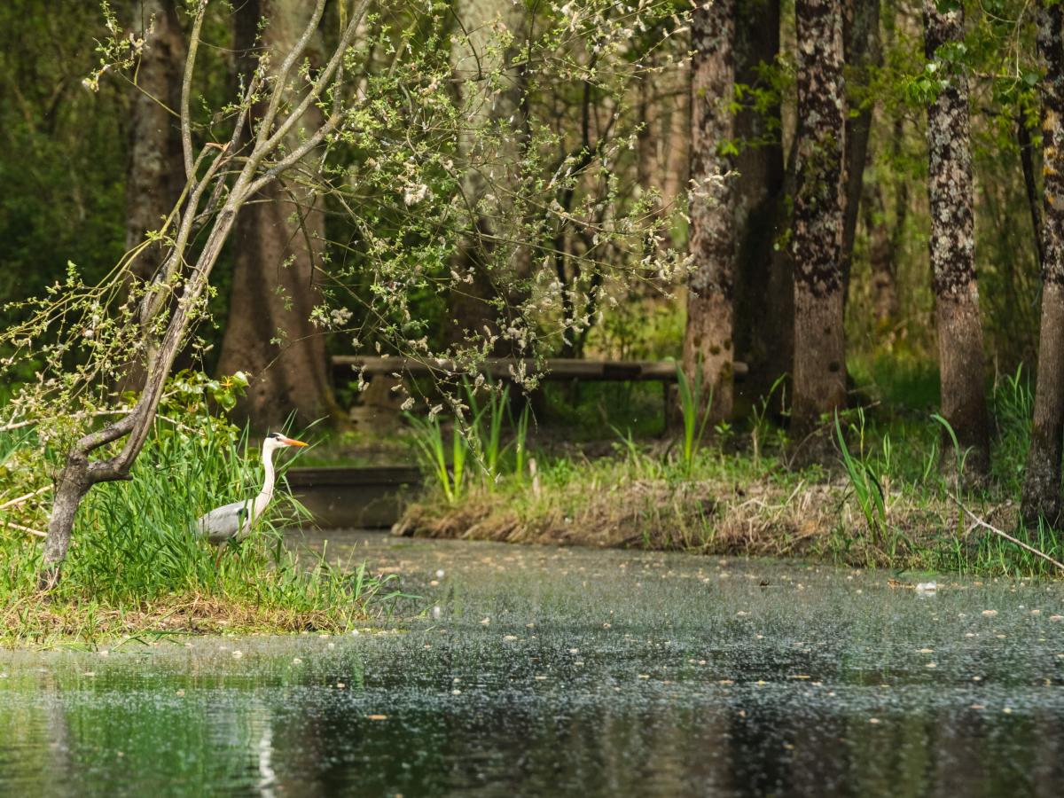 LA FORET DE MACHECOUL (Machecoul) | Sud Retz Atlantique Tourisme