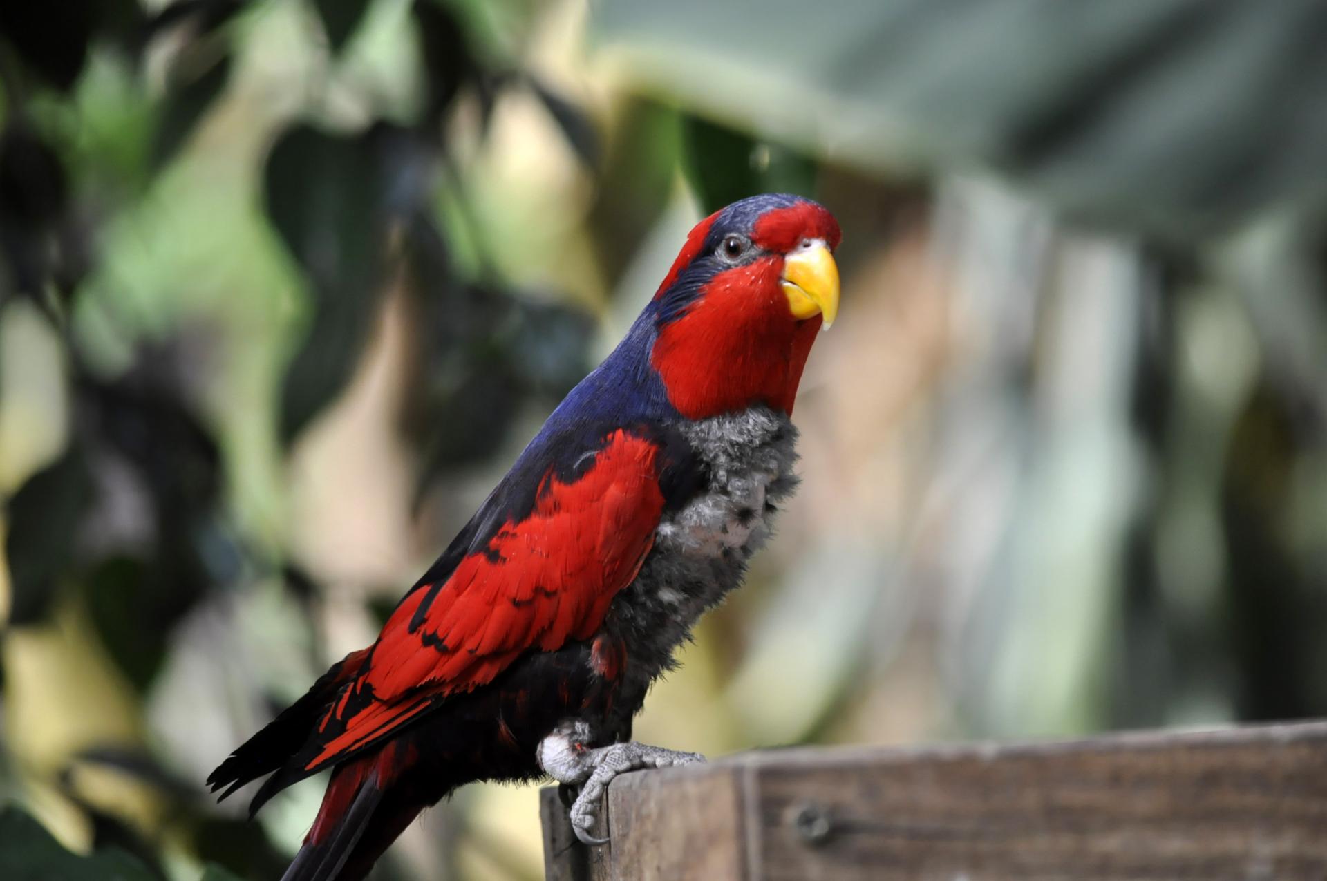 Beauval, une fois par an | Sud Val de Loire Tourisme