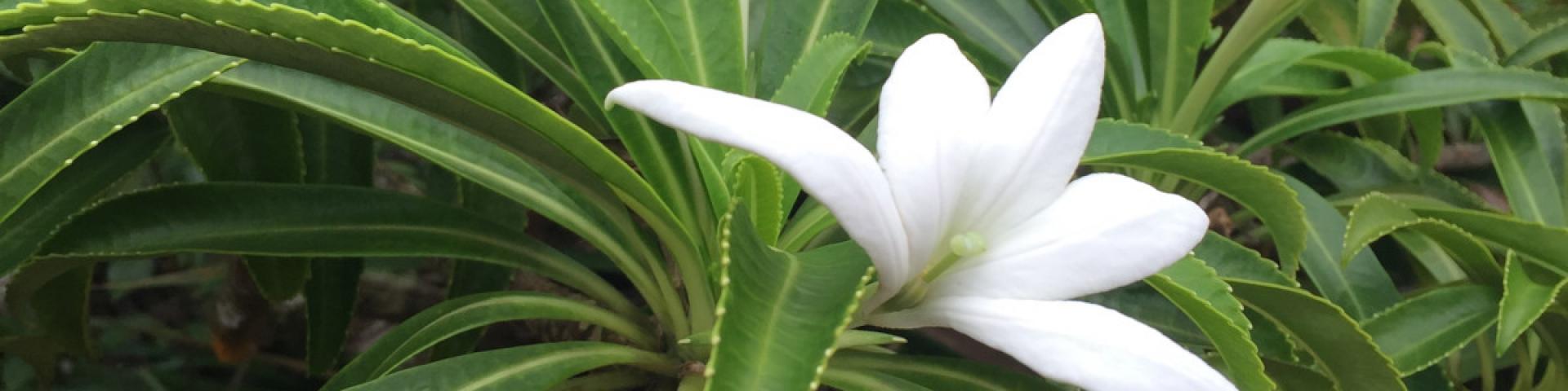 Escape to Raiatea | Tahiti Tourisme: Welcome to the official website of ...