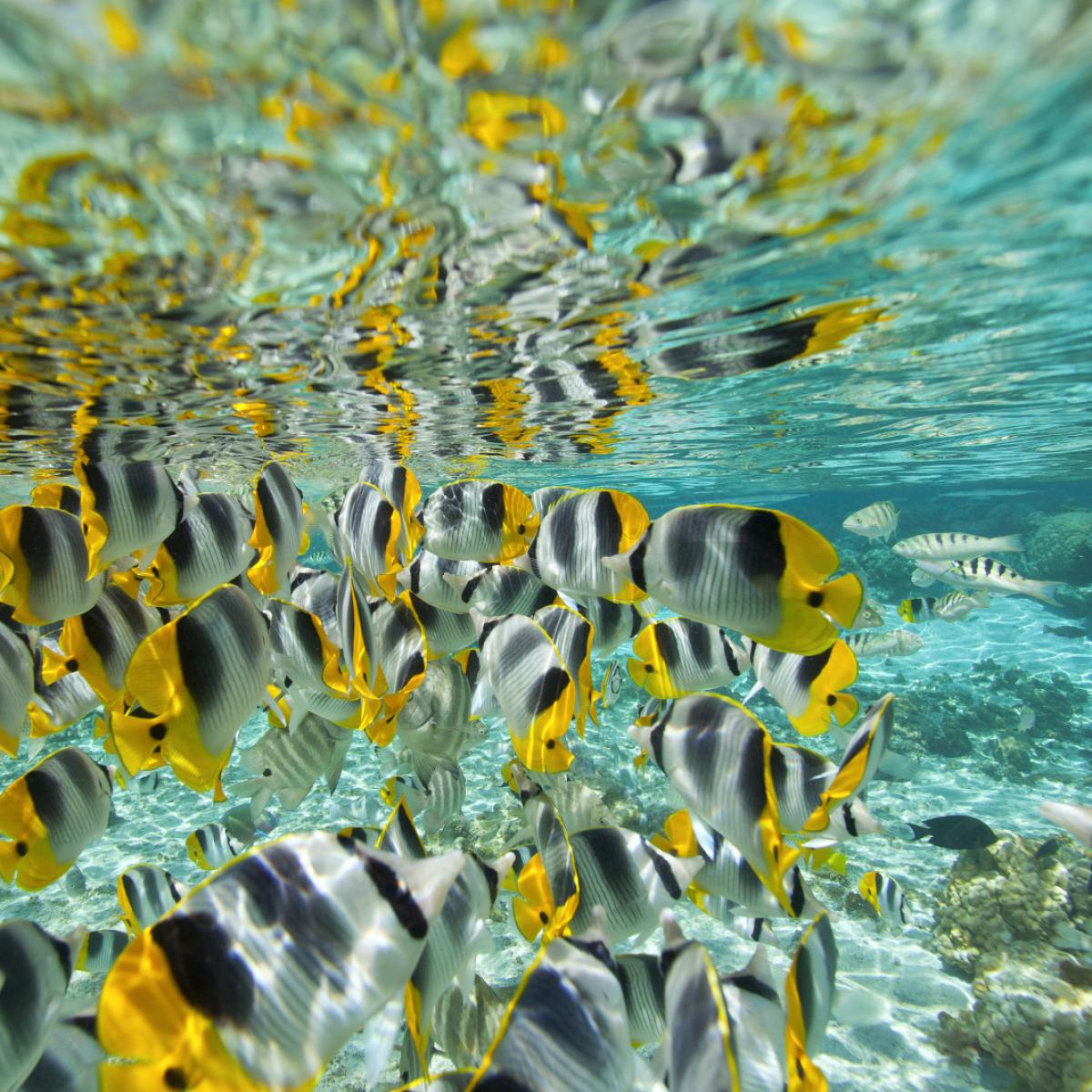Swimming with the big fish | Tahiti Tourisme – Official website of The ...