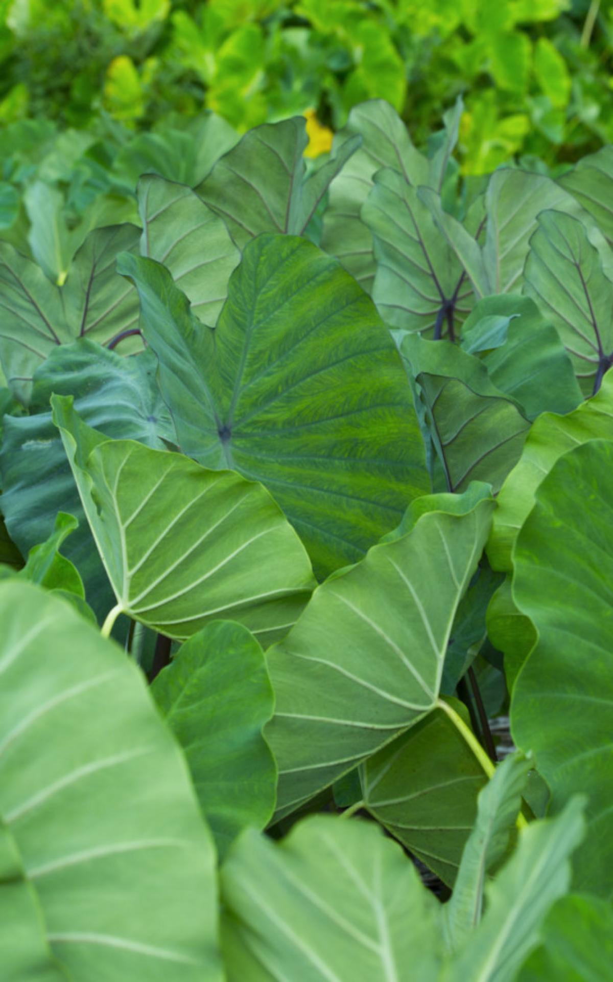 What to do in Raivavae | Tahiti Tourisme: Welcome to the official ...