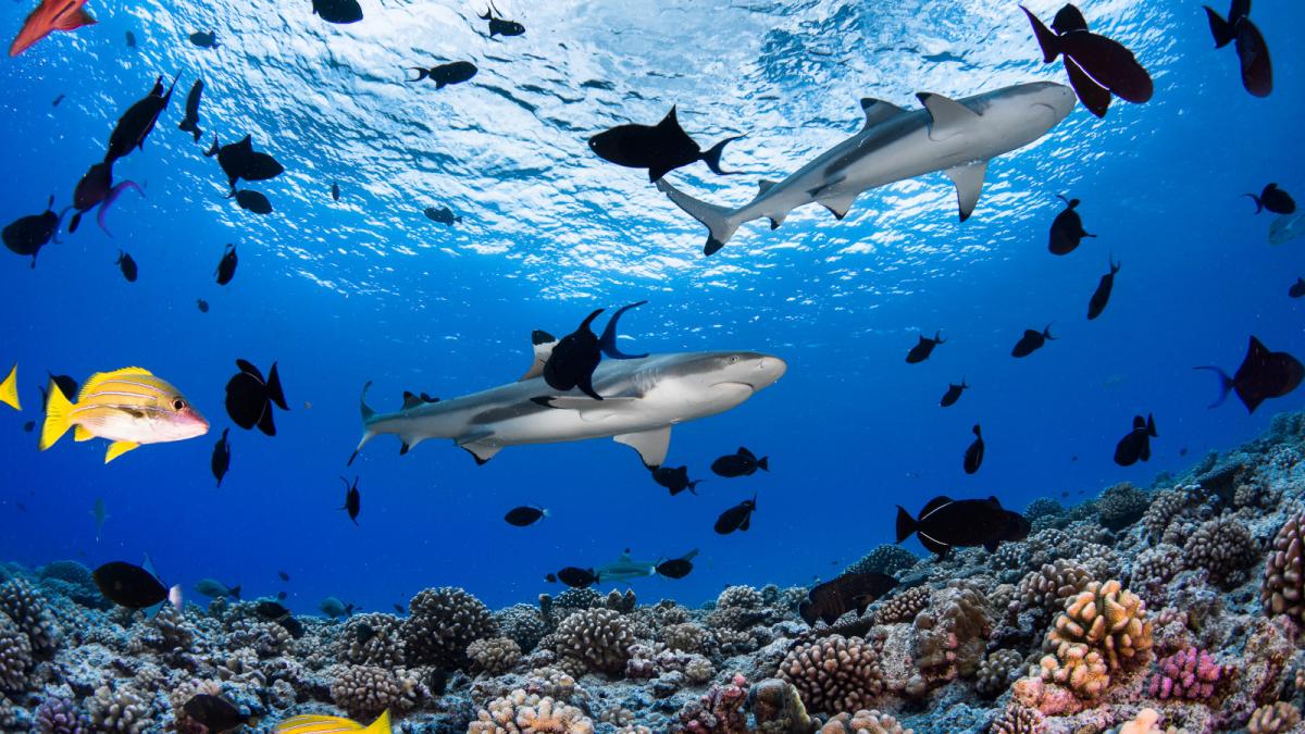 Swimming with the big fish | Tahiti Tourisme – Official website of The ...