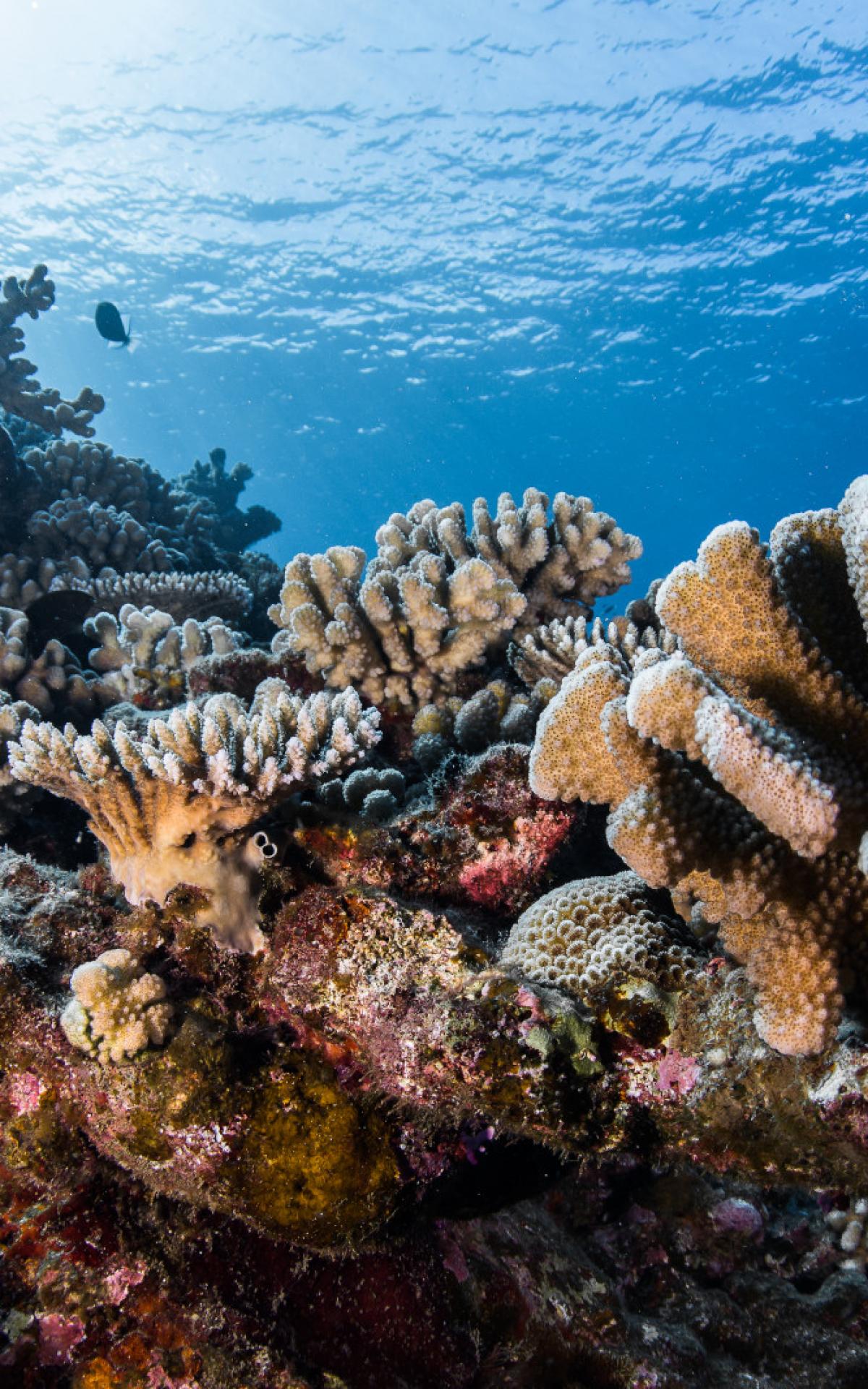 The Austral Islands | Tahiti Tourisme: Welcome to the official website ...