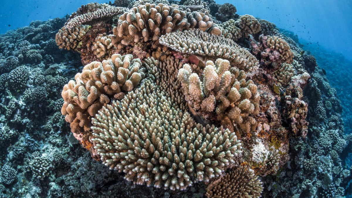 Adopter un corail à Moorea | Tahiti Tourisme – Site officiel de Tahiti ...
