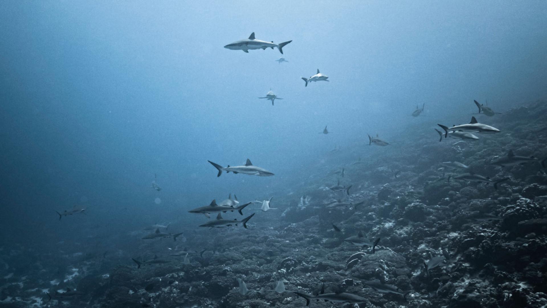 Diving at its best in The Islands of Tahiti | Tahiti Tourisme ...