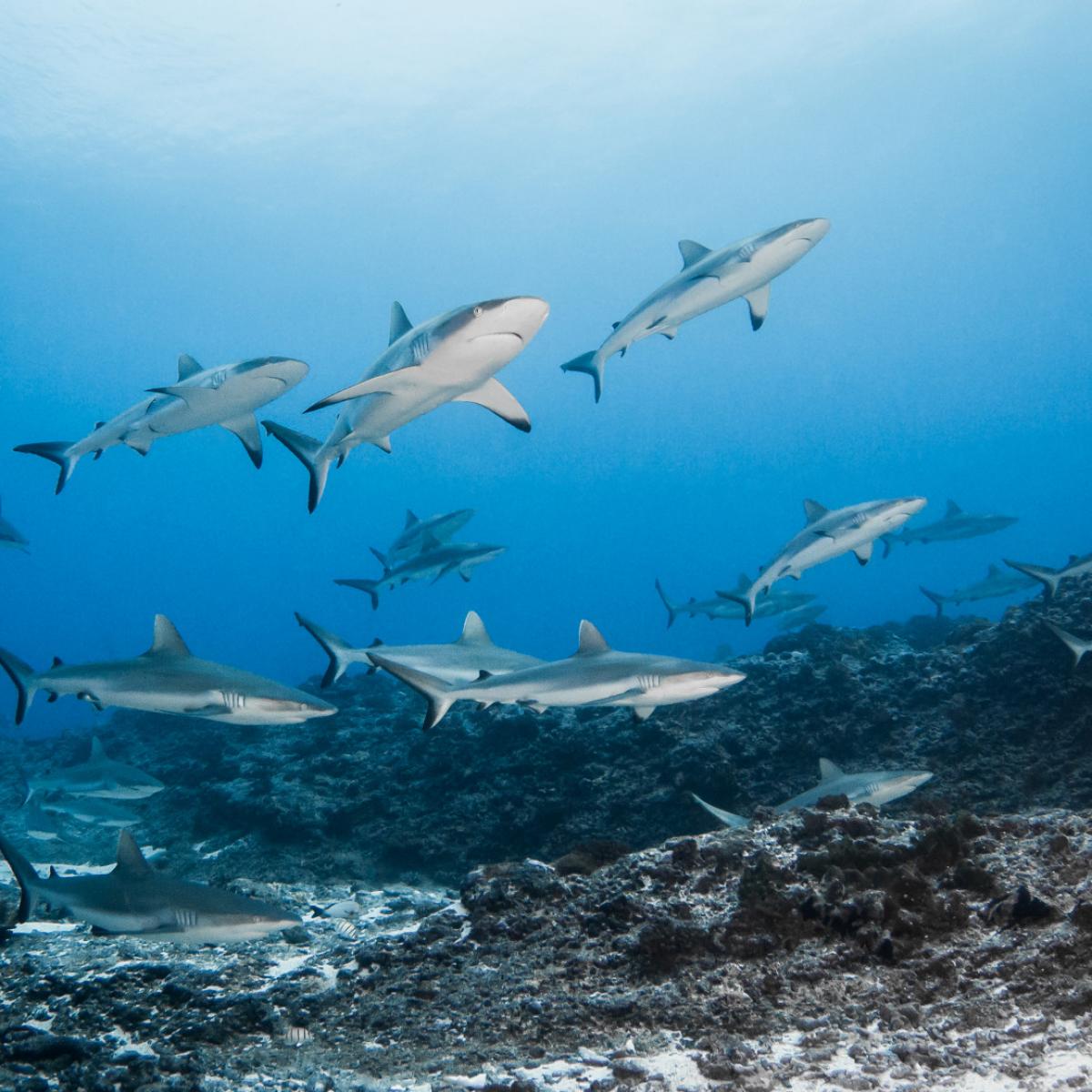 Discover a wall of Sharks in Fakarava | Tahiti Tourisme – Official ...