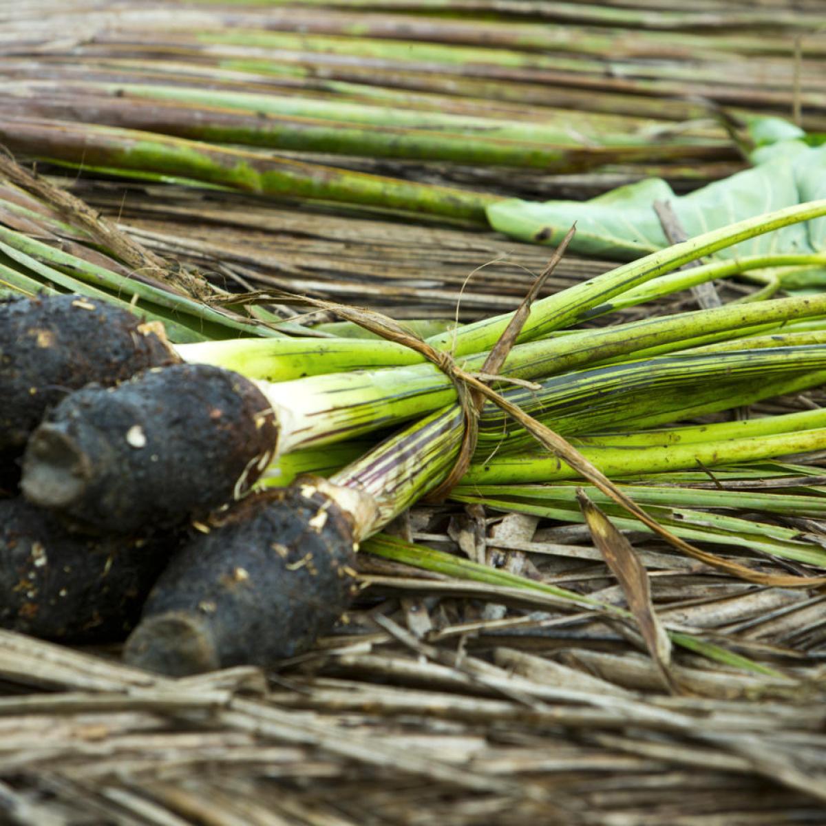 Flâner dans les champs de taro à Rurutu | Tahiti Tourisme – Site ...