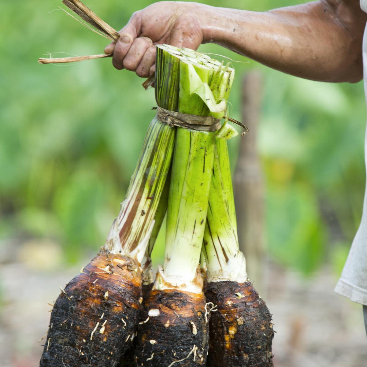 Explorer les multiples grottes de Rurutu | Tahiti Tourisme – Site ...